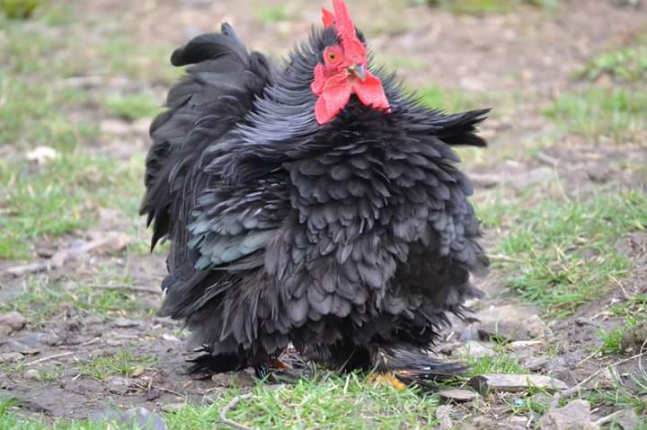 Frizzle For Sale | Chickens | Breed Information | Omlet