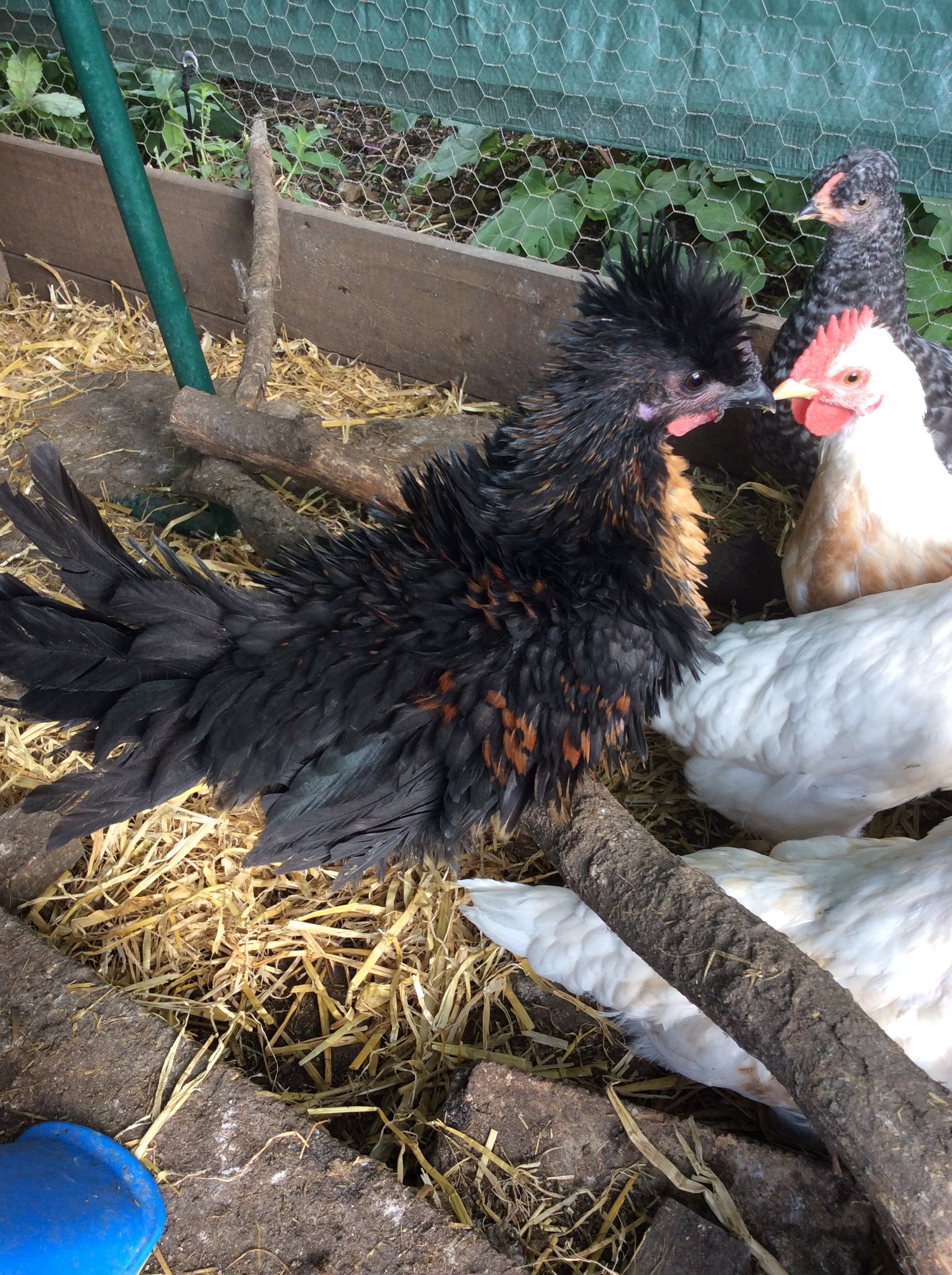 Frizzle For Sale | Chickens | Breed Information | Omlet