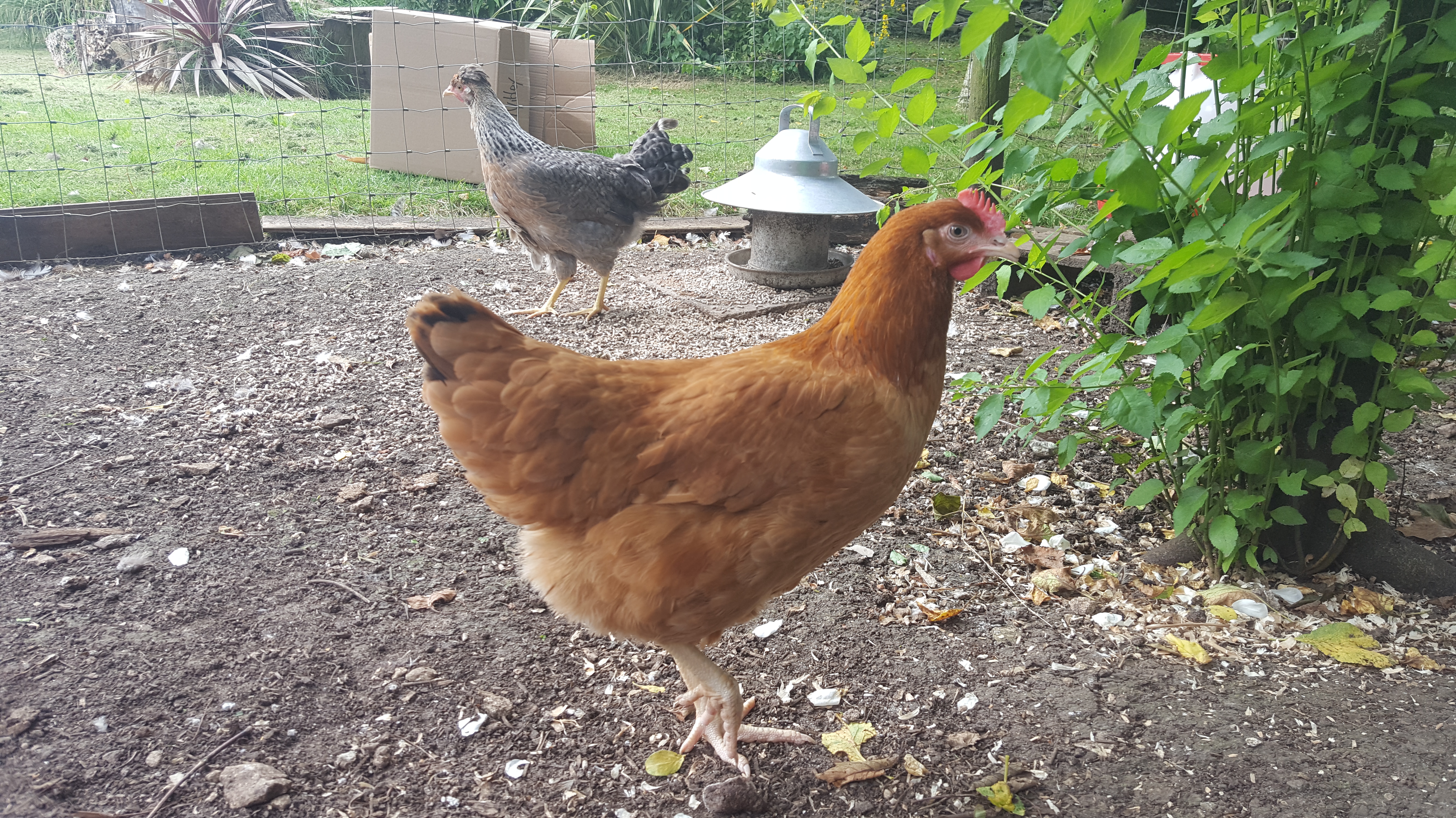 Gingernut Ranger For Sale | Chickens | Breed Information | Omlet