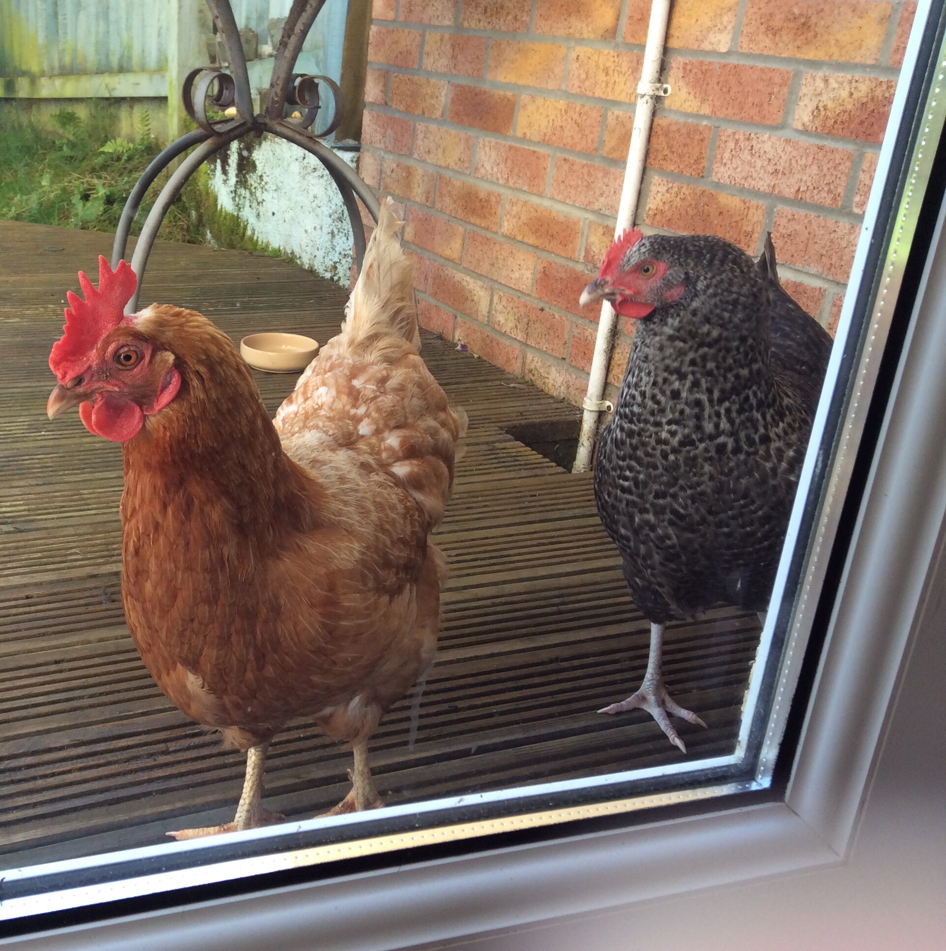 Hybrid For Sale | Chickens | Breed Information | Omlet