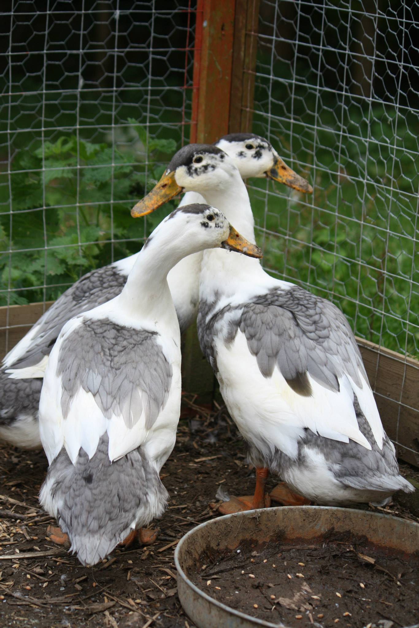 Blue & White Magpie Ducks | Duck breeds, Duck coop, Duck farming