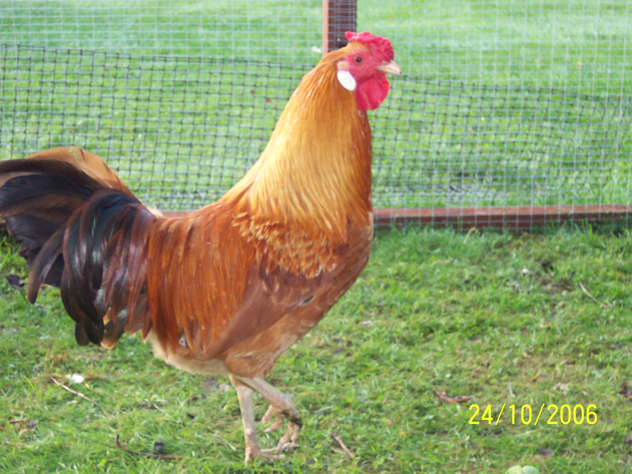 Marsh Daisy For Sale | Chickens | Breed Information | Omlet