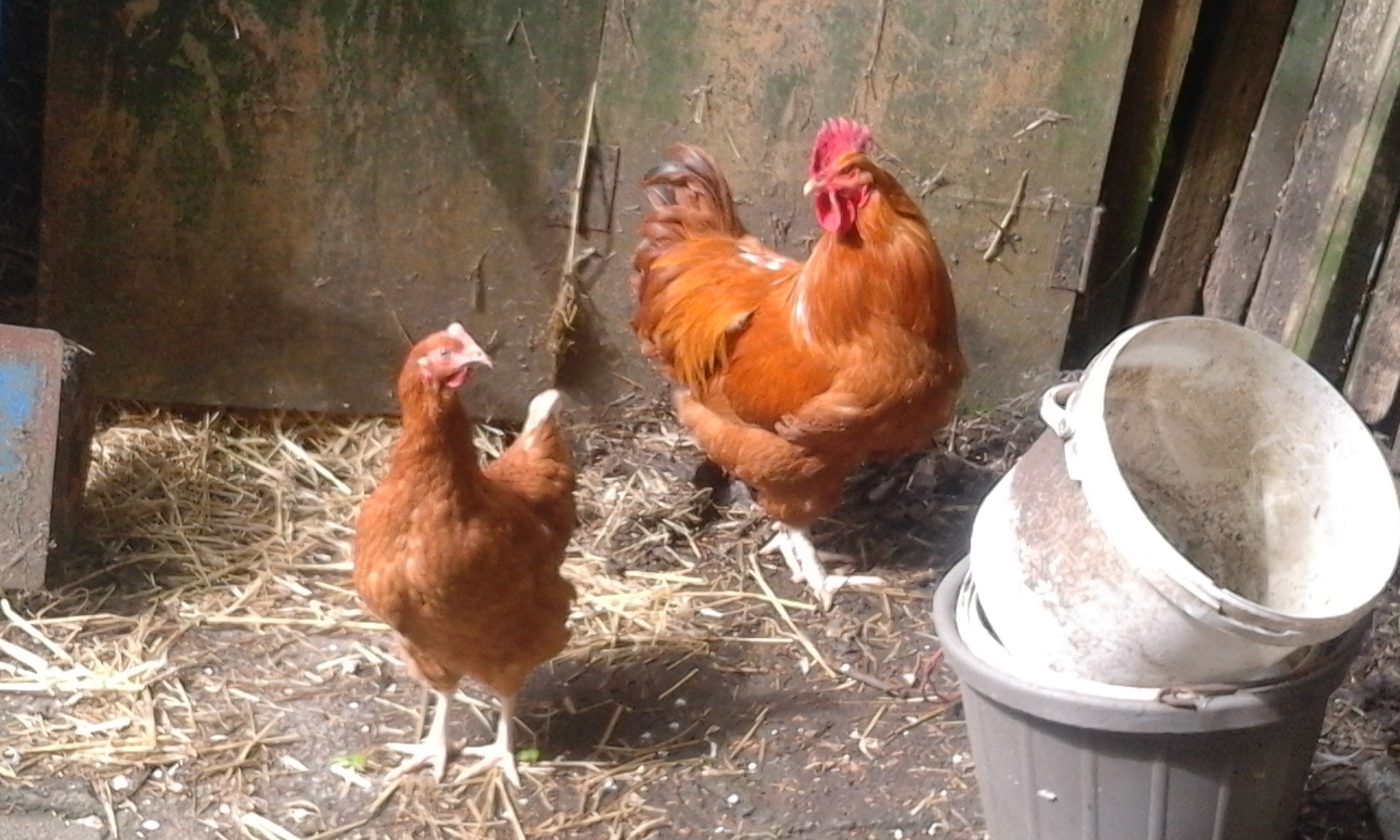 New Hampshire Red For Sale | Chickens | Breed Information | Omlet