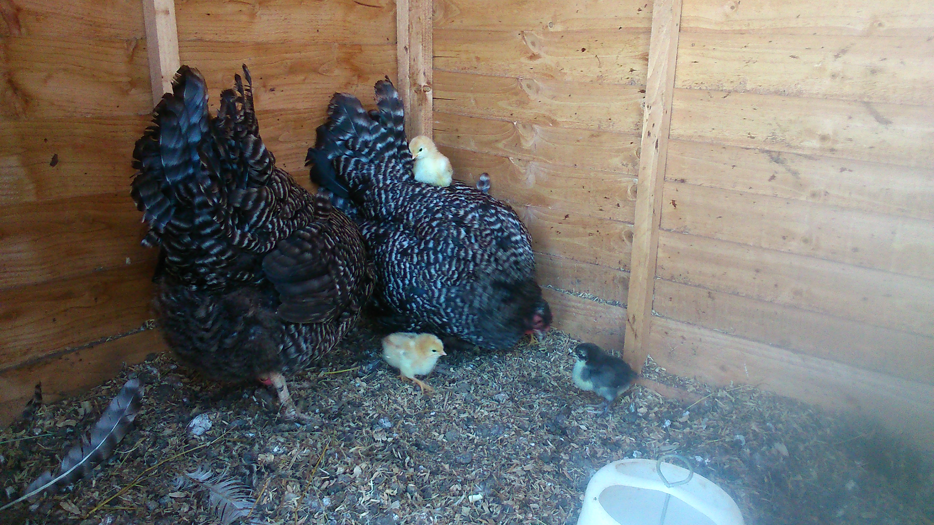 Scots Grey For Sale | Chickens | Breed Information | Omlet