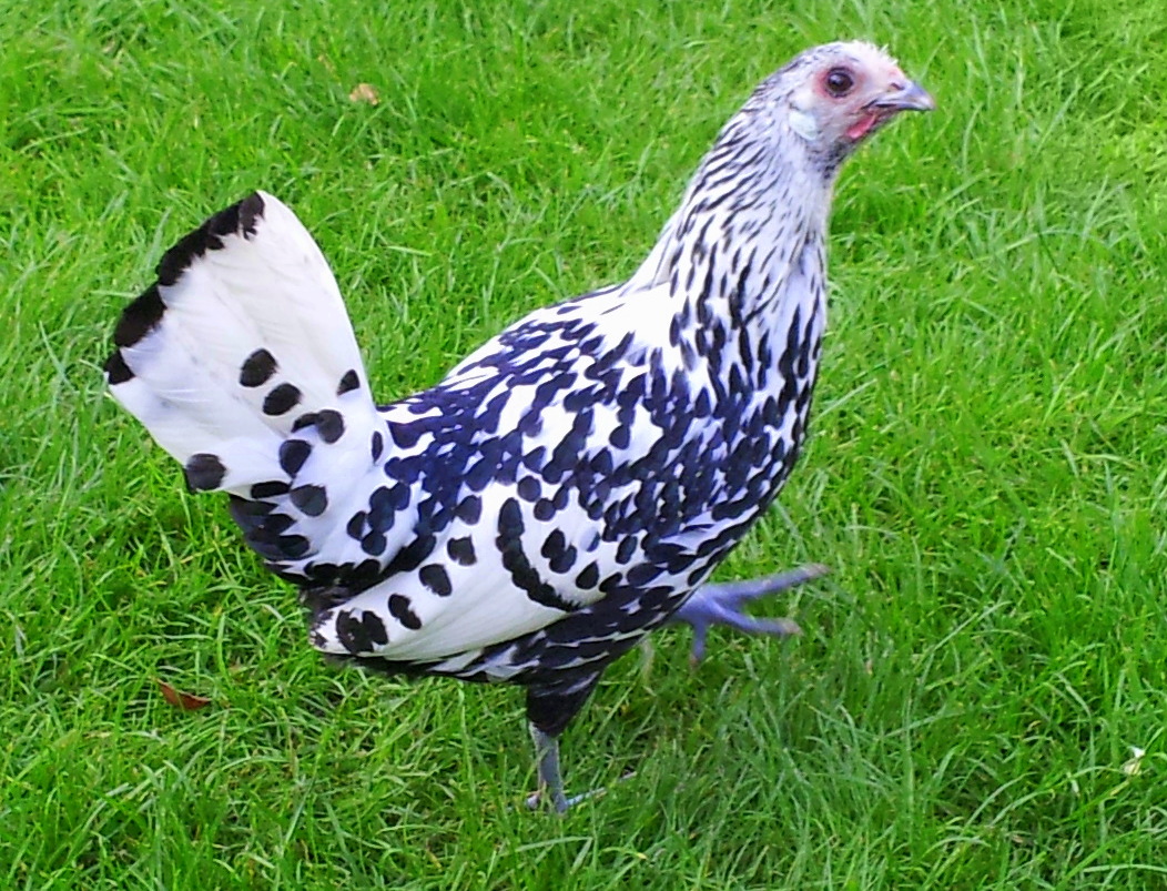 Hamburgh (or Holland Fowl) For Sale | Chickens | Breed Information | Omlet