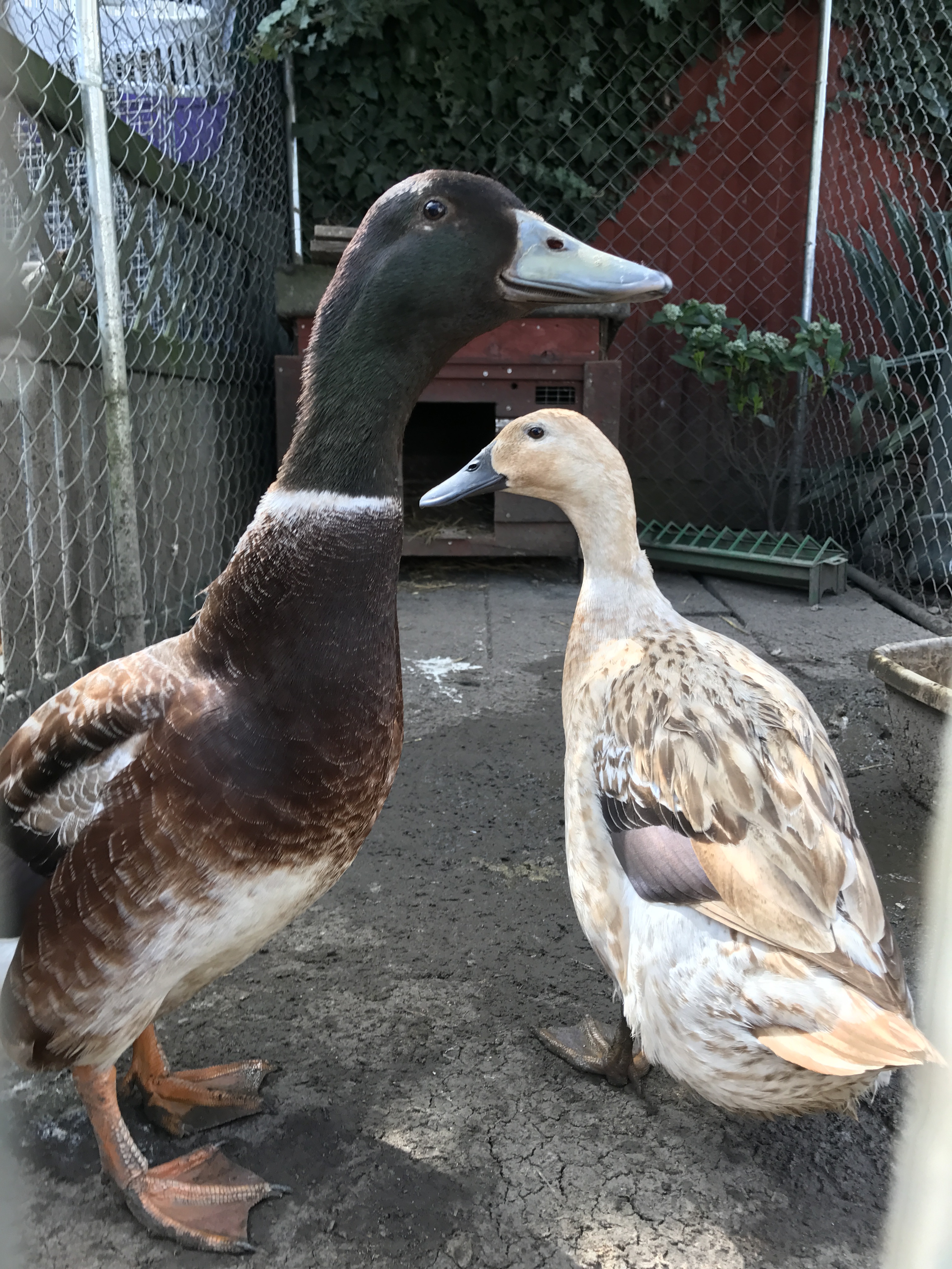 Welsh Harlequin | Ducks | Breed Information | Omlet